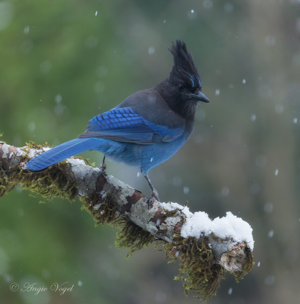 Species Spotlight - Steller's Jay - Friends of the Ridgefield National ...