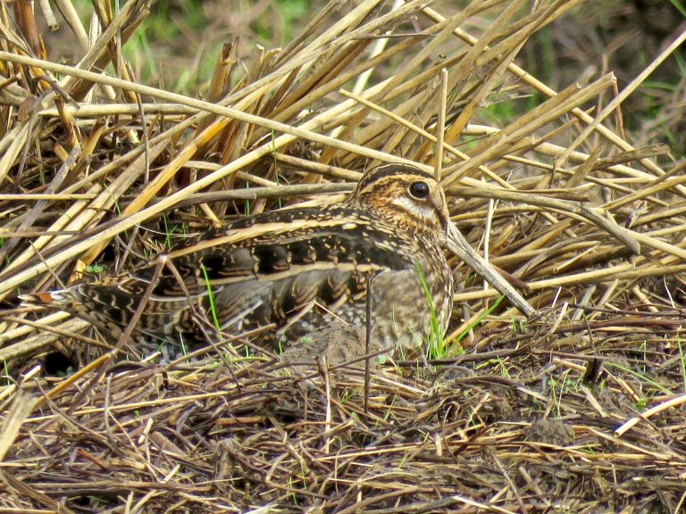 Species Spotlight May 2021 - Friends of the Ridgefield National ...